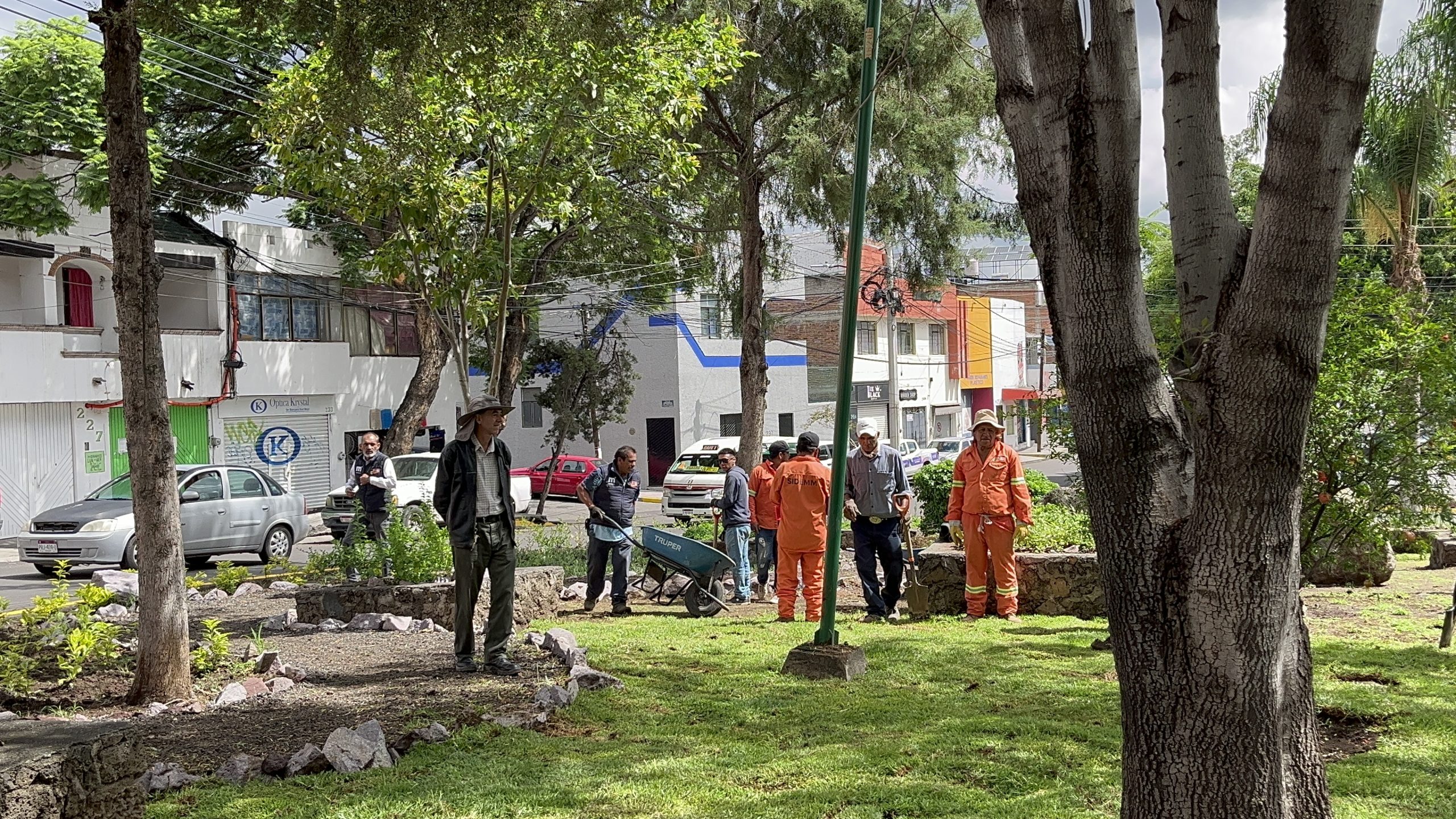 Con poda de árboles plagados, continúa recuperación de espacios ...